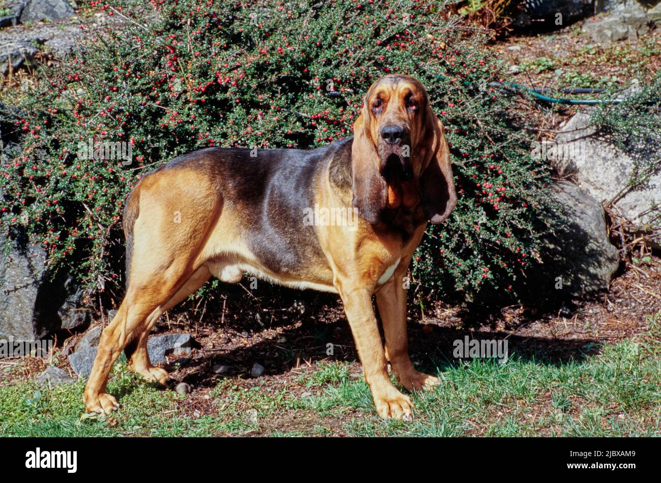 Bloodhound standing in front of a shrub Stock Photo - Alamy