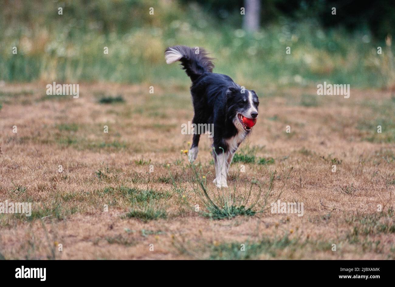 A border collie running through a dry grassy field with a red ball in ...