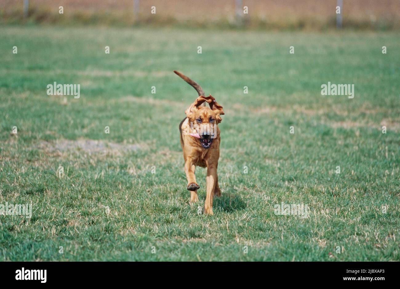 Bloodhounds running hi-res stock photography and images - Alamy