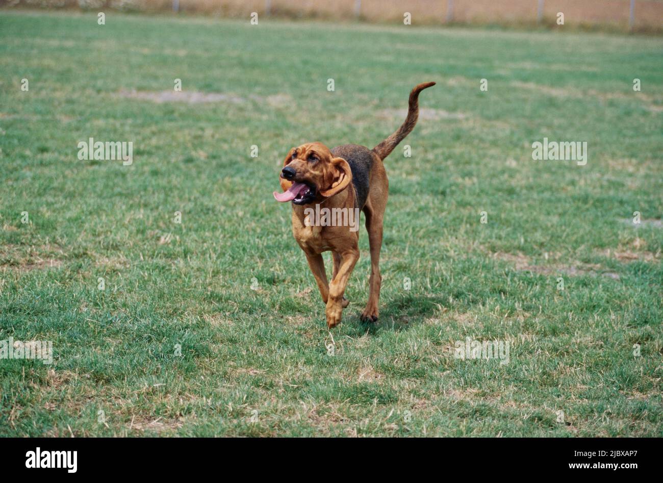 A bloodhound running through a grassy field Stock Photo - Alamy