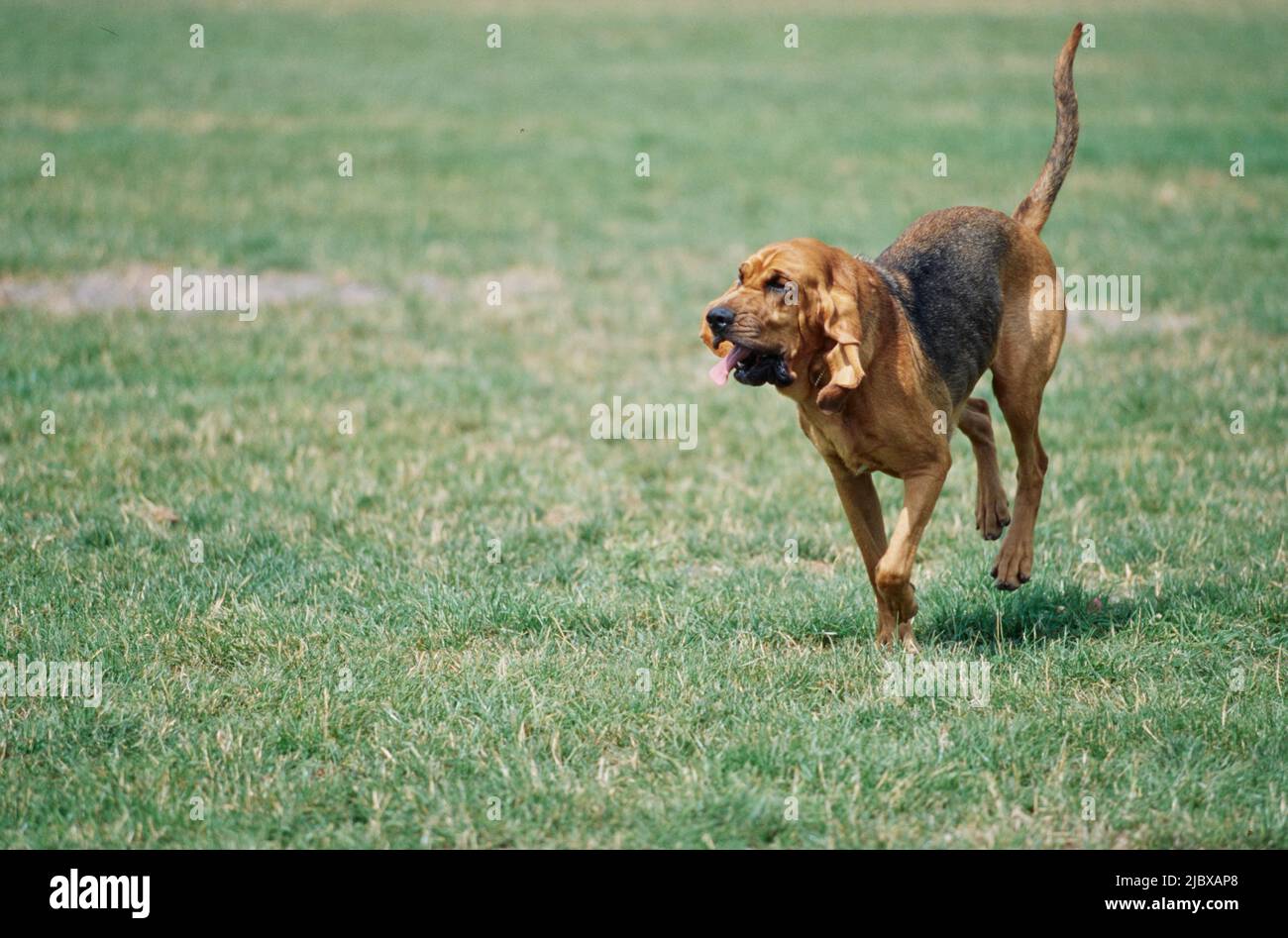 A bloodhound running through a grassy field Stock Photo - Alamy