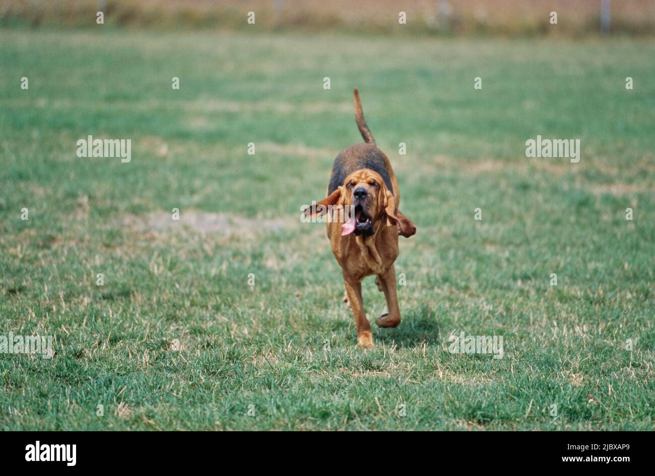 Bloodhounds running hi-res stock photography and images - Alamy