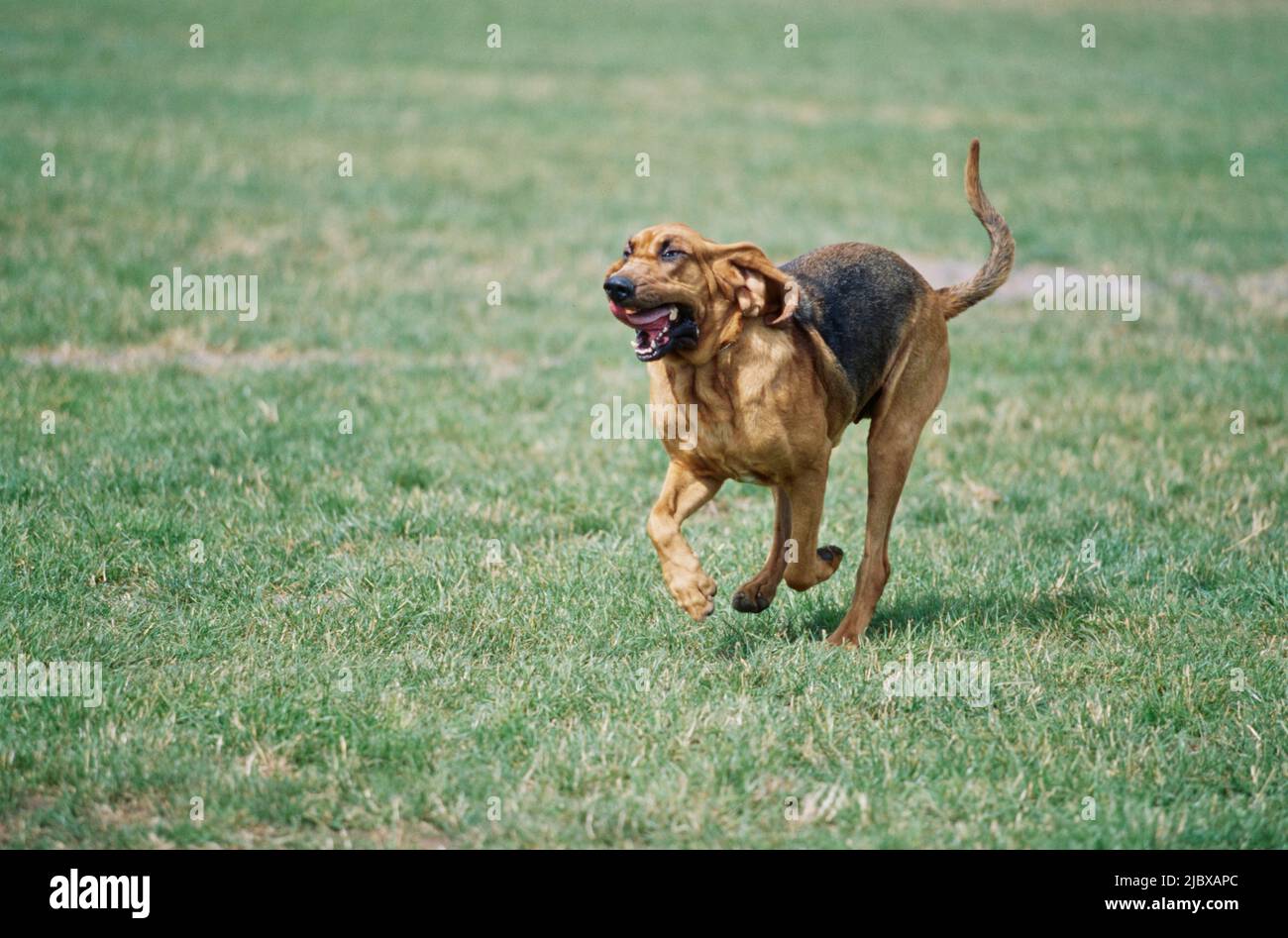A bloodhound running through a grassy field Stock Photo - Alamy