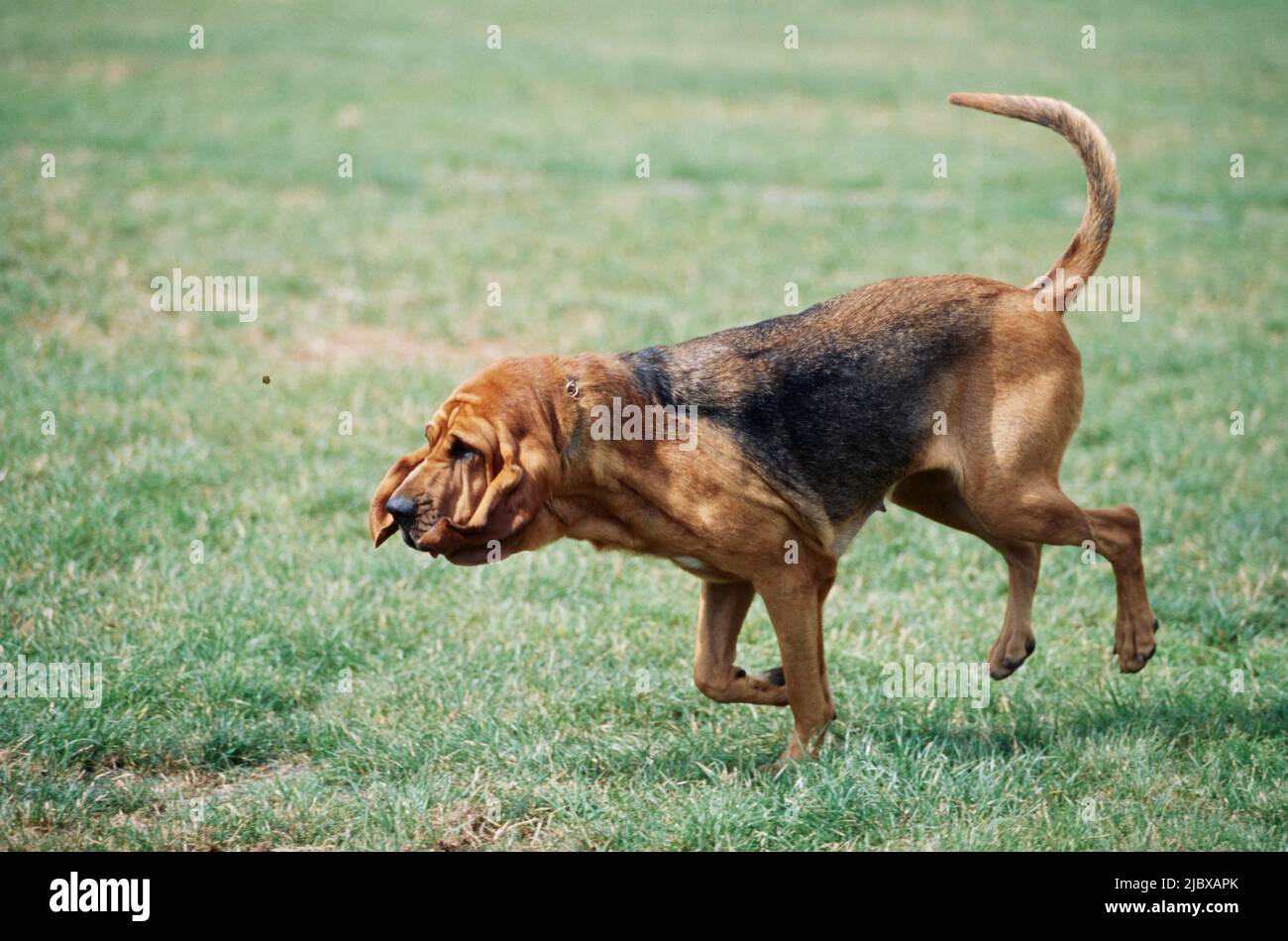 A bloodhound running through a grassy field Stock Photo - Alamy