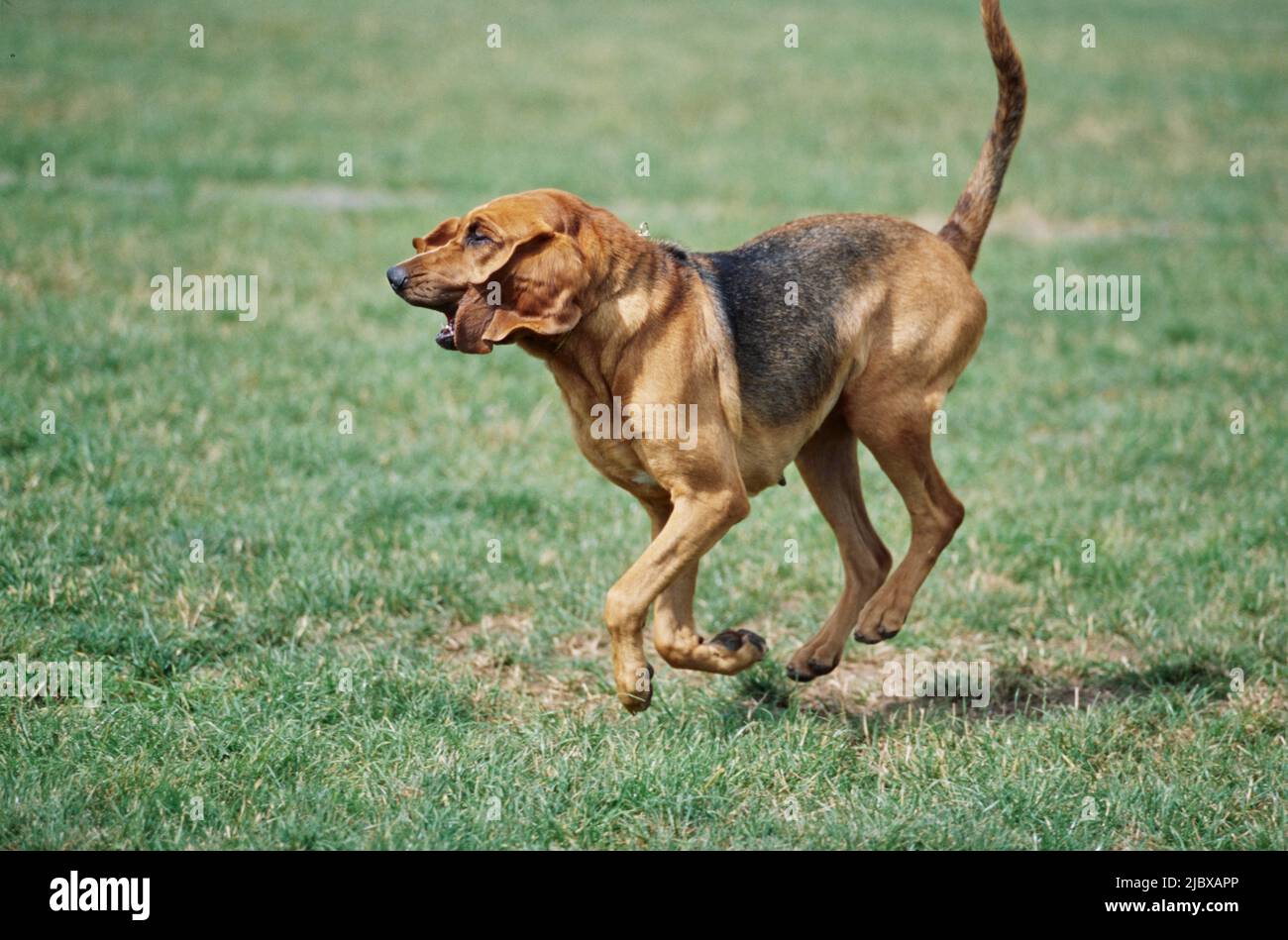 A bloodhound running through a grassy field Stock Photo - Alamy