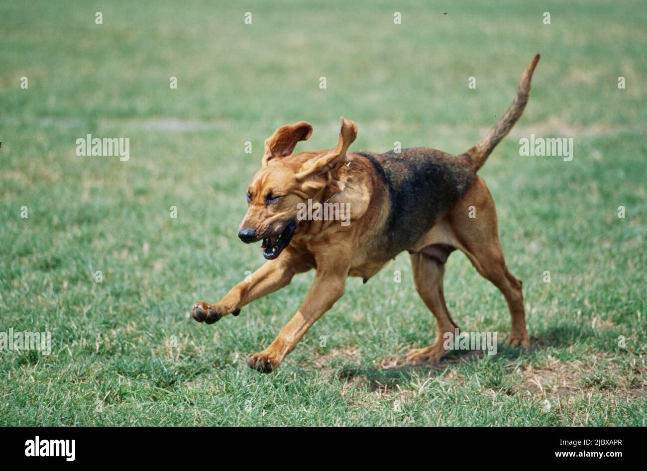 A bloodhound running through a grassy field Stock Photo - Alamy