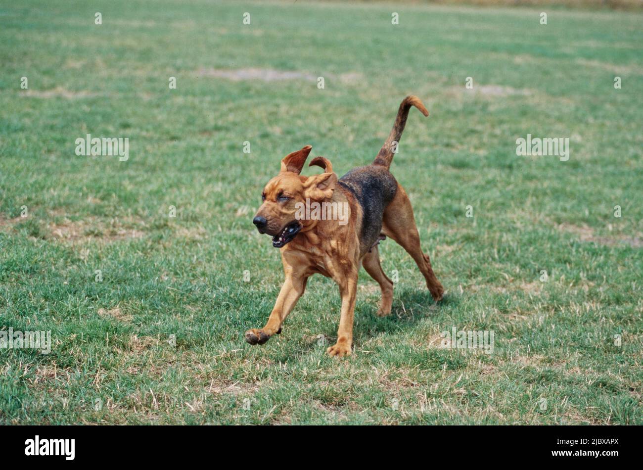 Bloodhounds running hi-res stock photography and images - Alamy