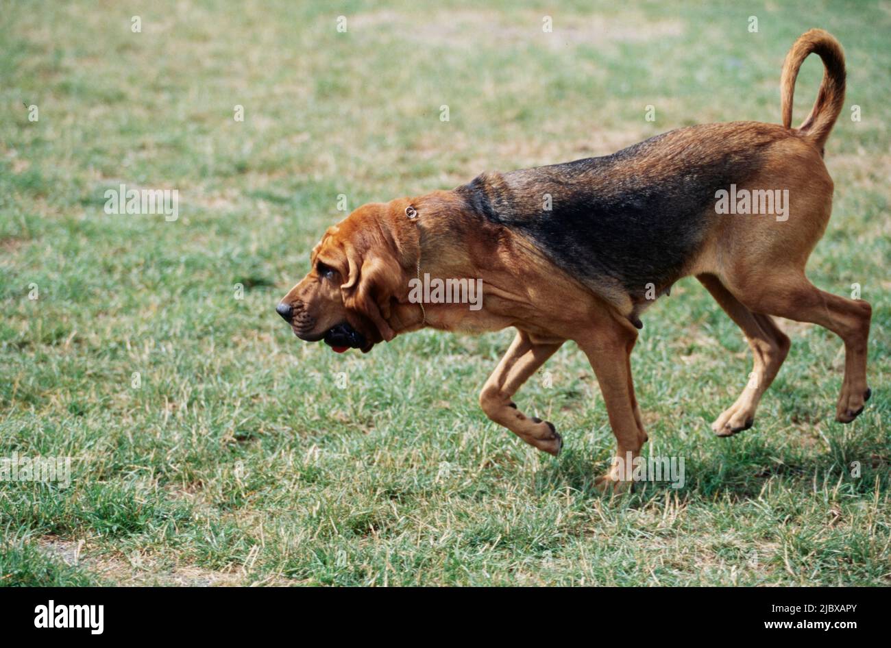 Bloodhounds running hi-res stock photography and images - Alamy