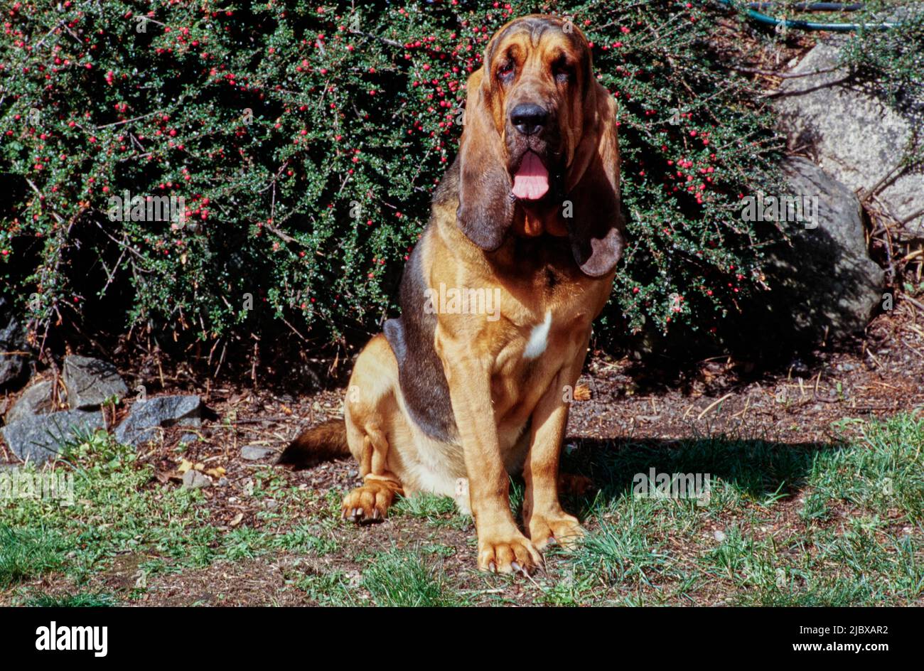 Red Tick Bloodhound