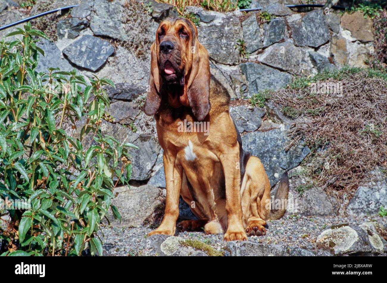 A bloodhound sitting by a stone wall Stock Photo - Alamy