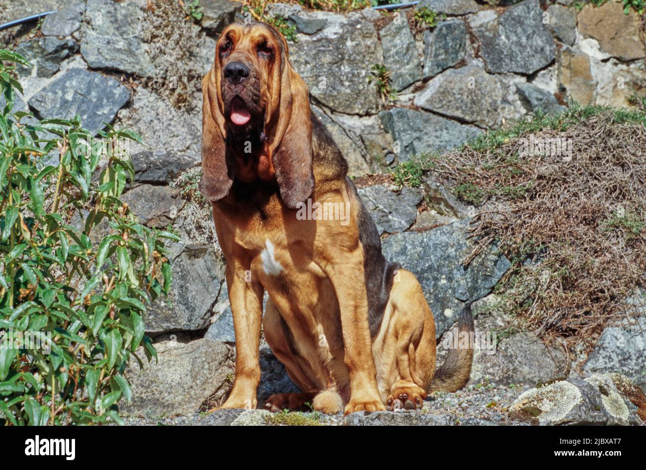 A bloodhound sitting by a stone wall Stock Photo - Alamy