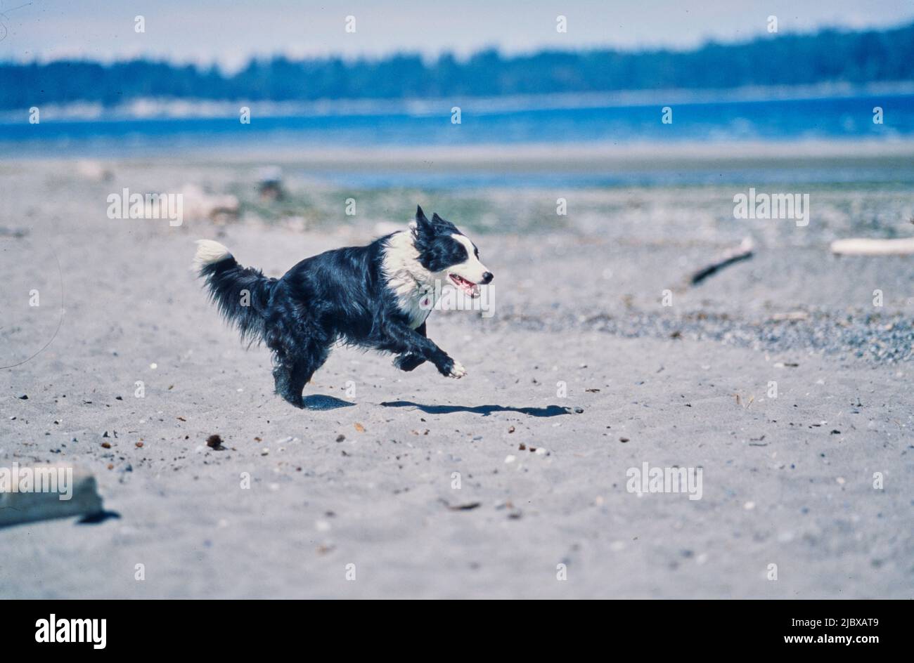 Border collie breed hi-res stock photography and images - Alamy