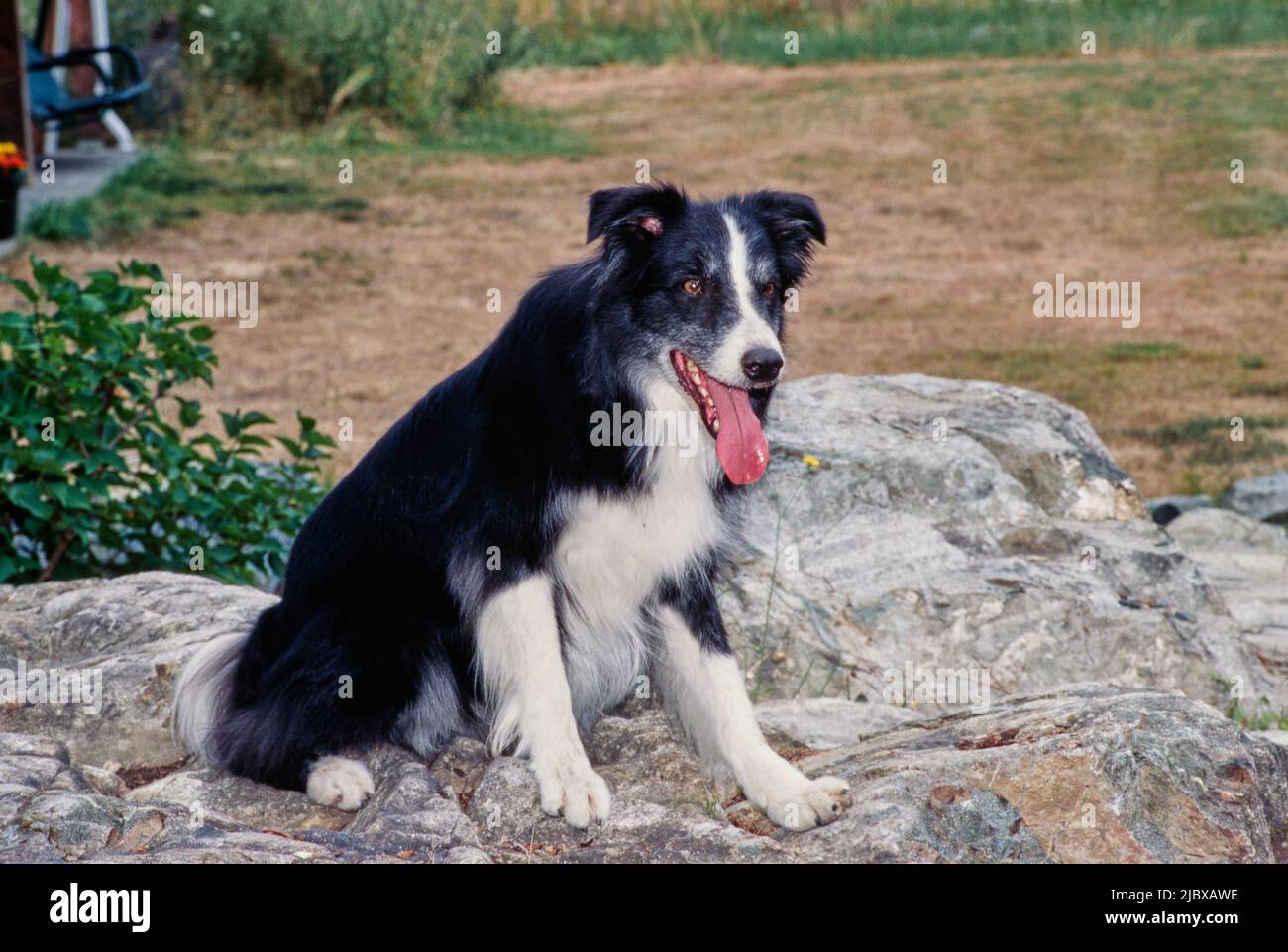 Border collie on rock hi-res stock photography and images - Alamy