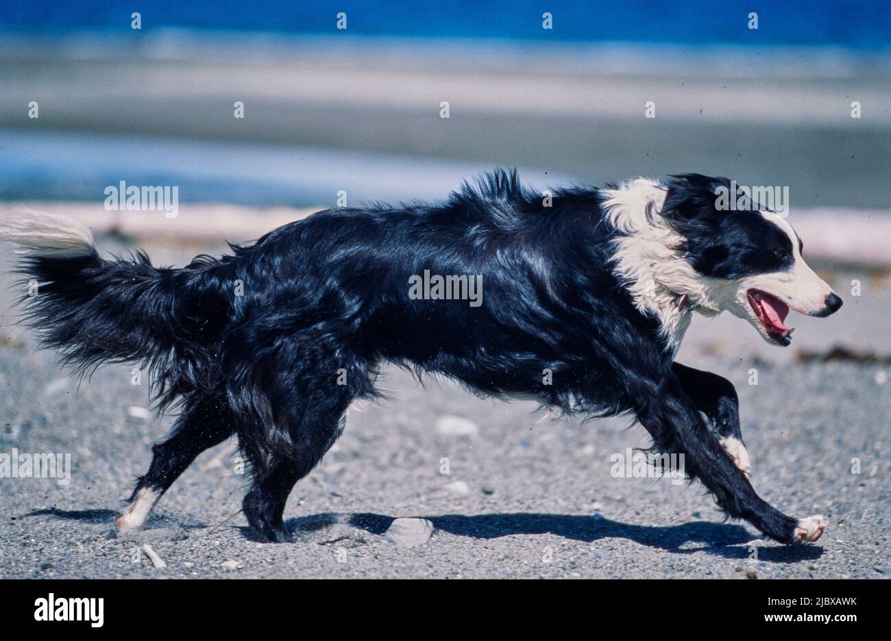 Running border collie hi-res stock photography and images - Alamy