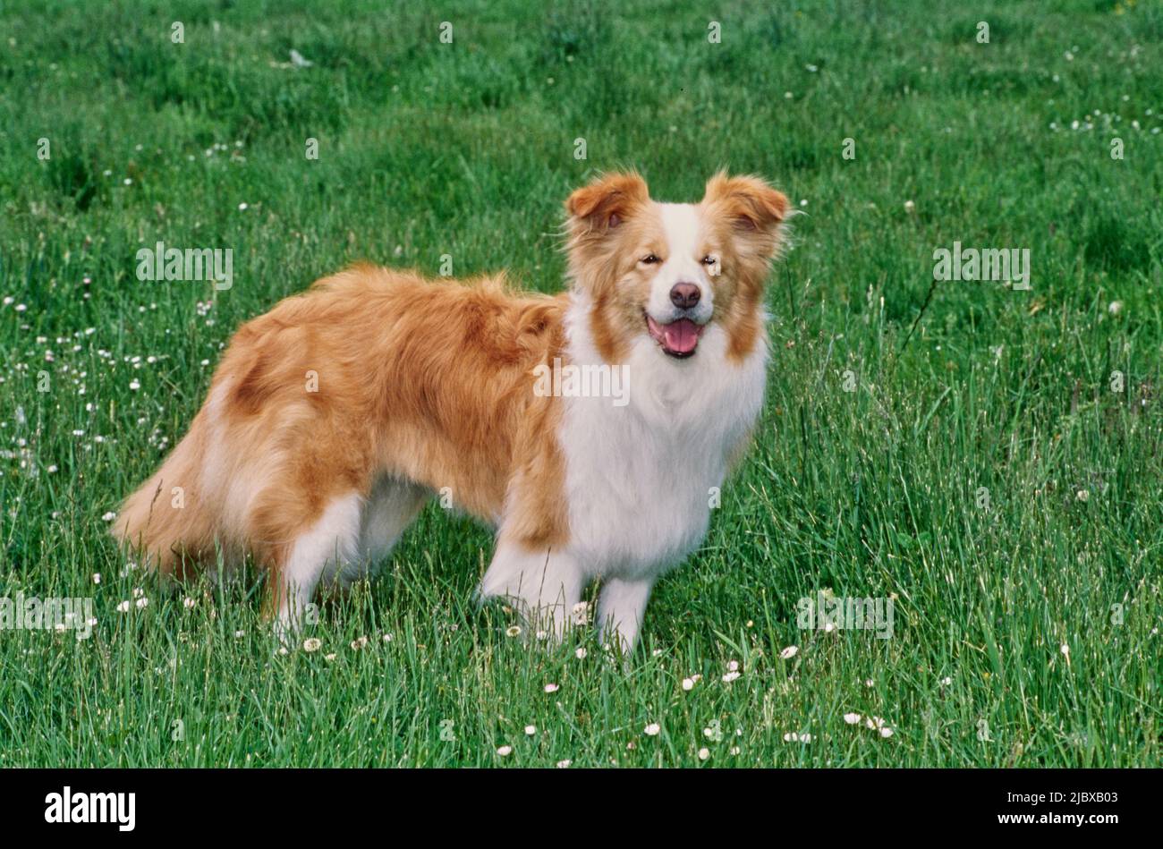 A border collie standing in green grass with white wildflowers Stock ...