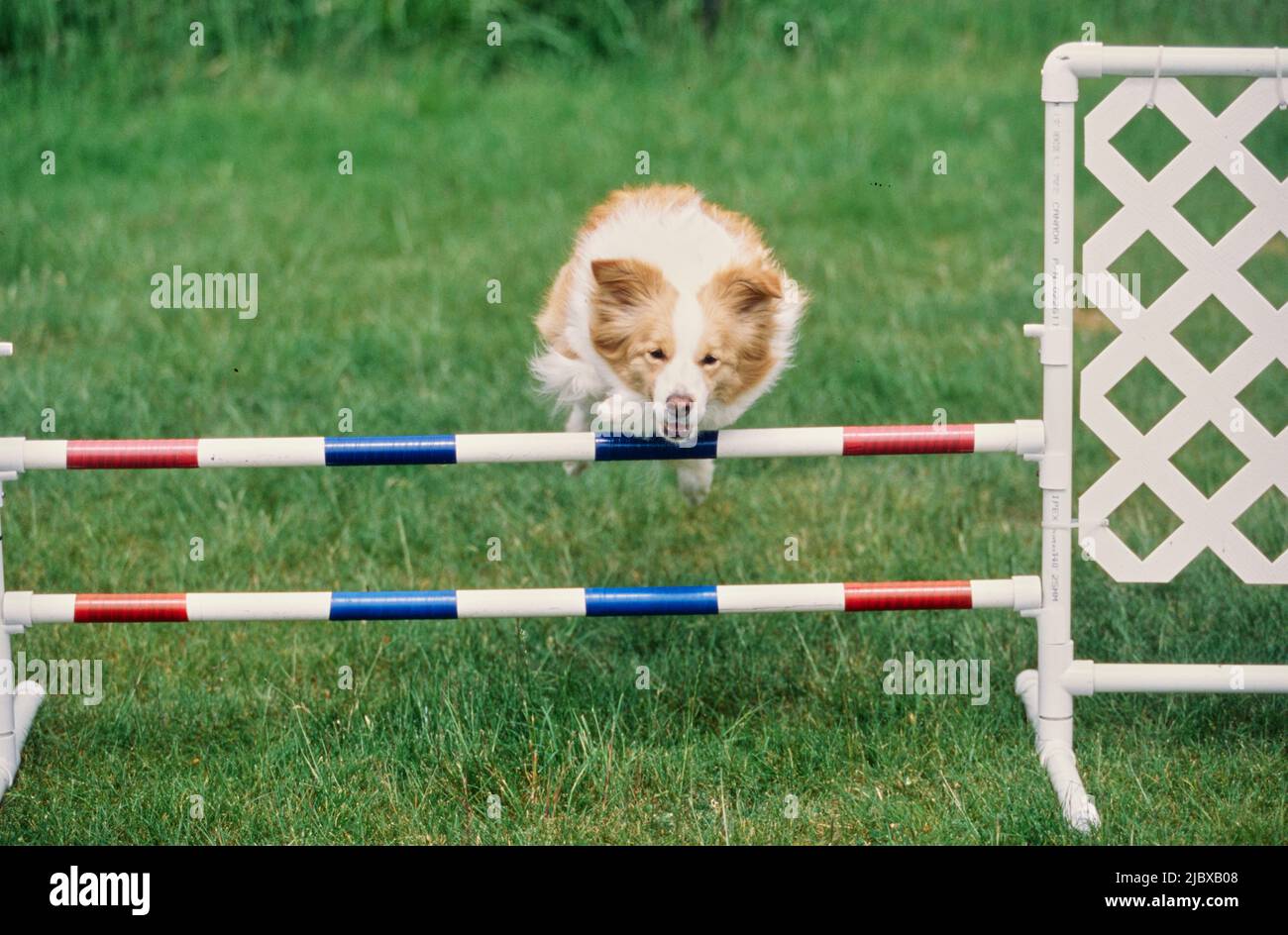 A border collie jumping an agility course hurdle Stock Photo - Alamy