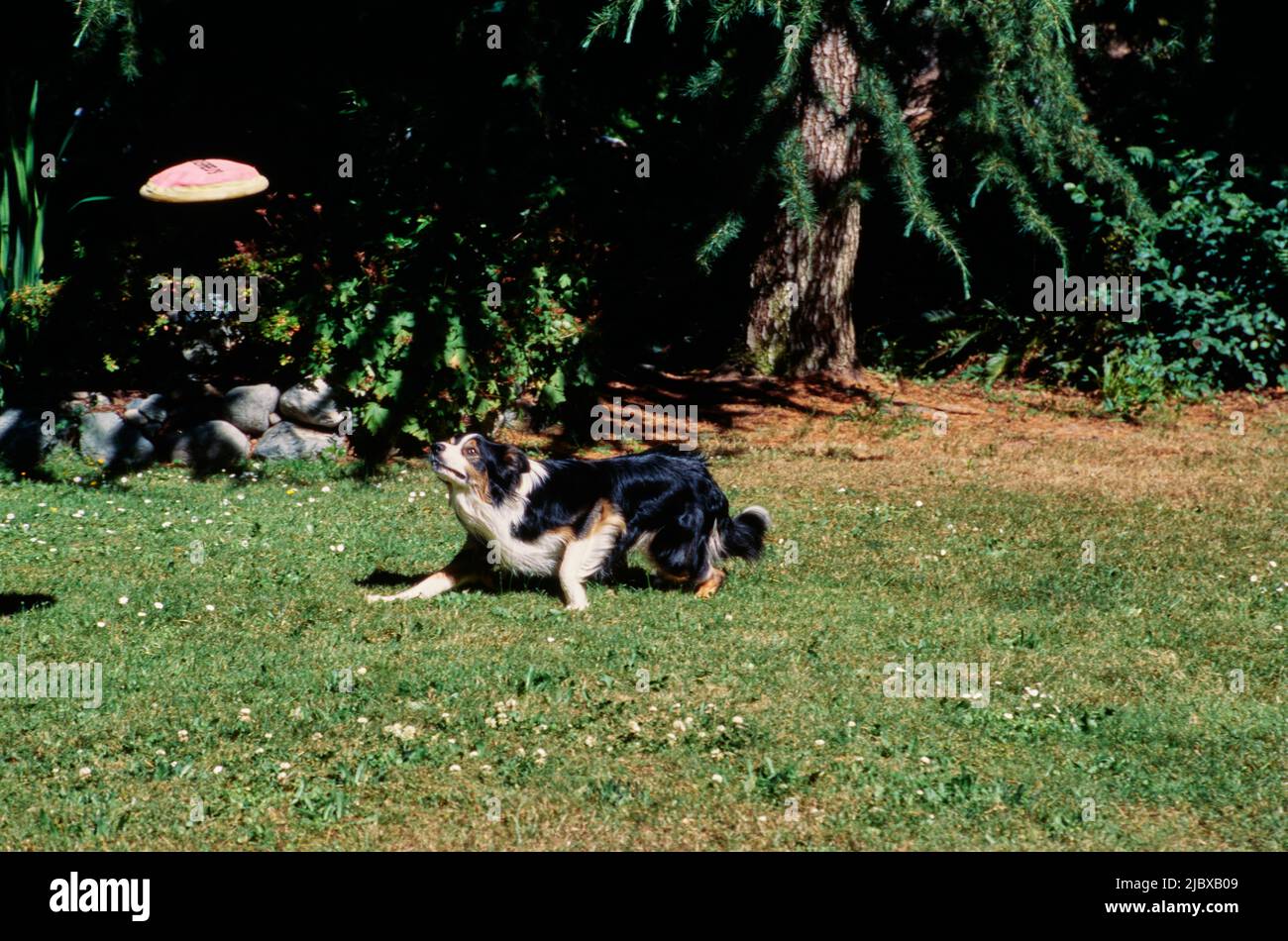 A border collie crouching to jump to catch a frisbee Stock Photo - Alamy