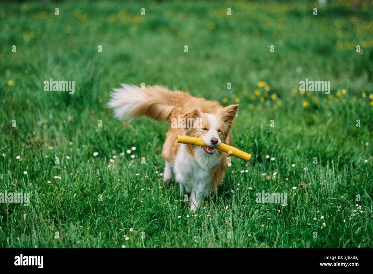 A border collie running through green grass with a stick in its mouth ...