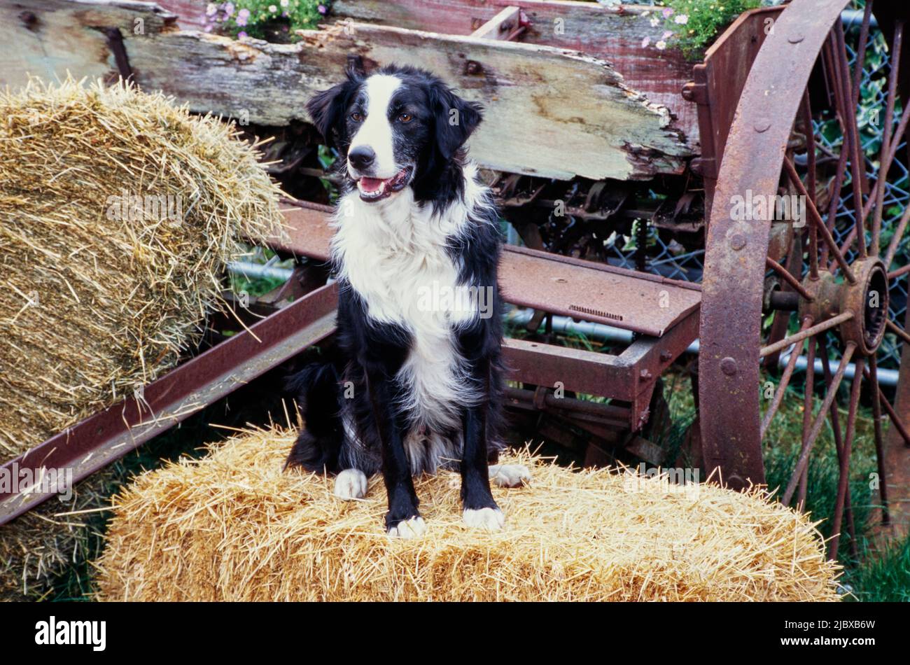 A border collie sitting on a bale of hay with an old wagon in the ...