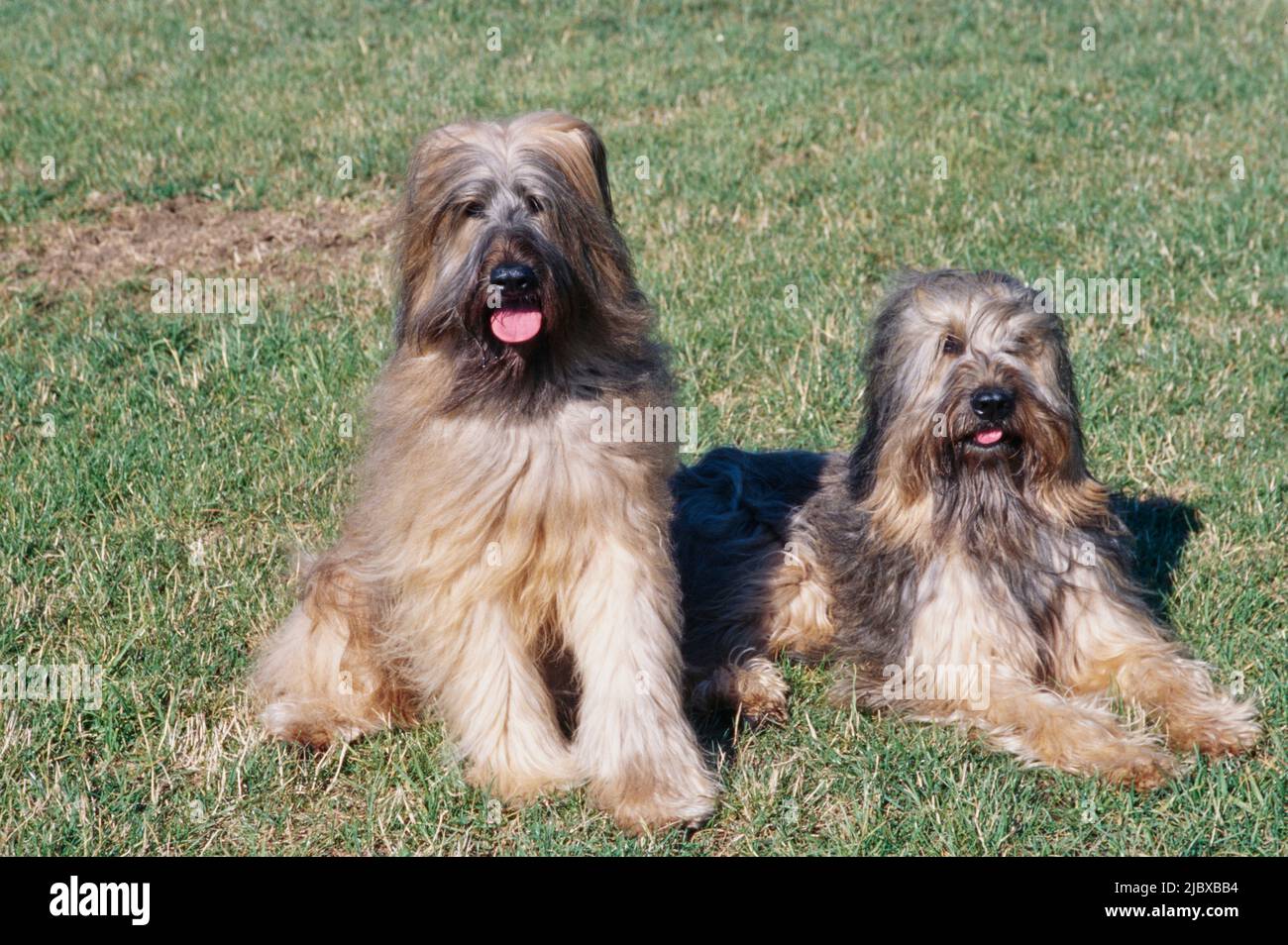 Animal sitting field hi-res stock photography and images - Alamy