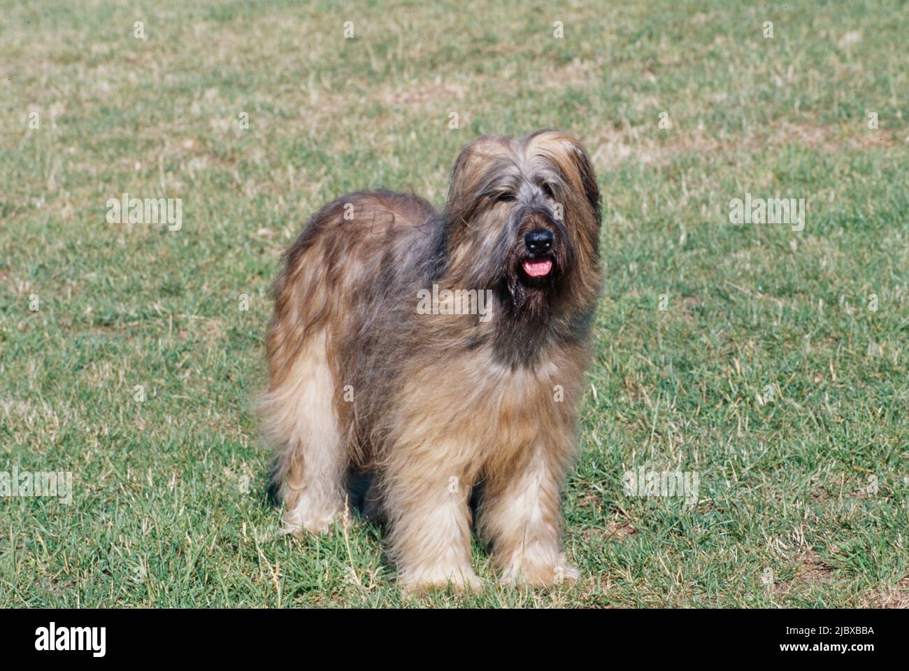 Berger field hi-res stock photography and images - Alamy
