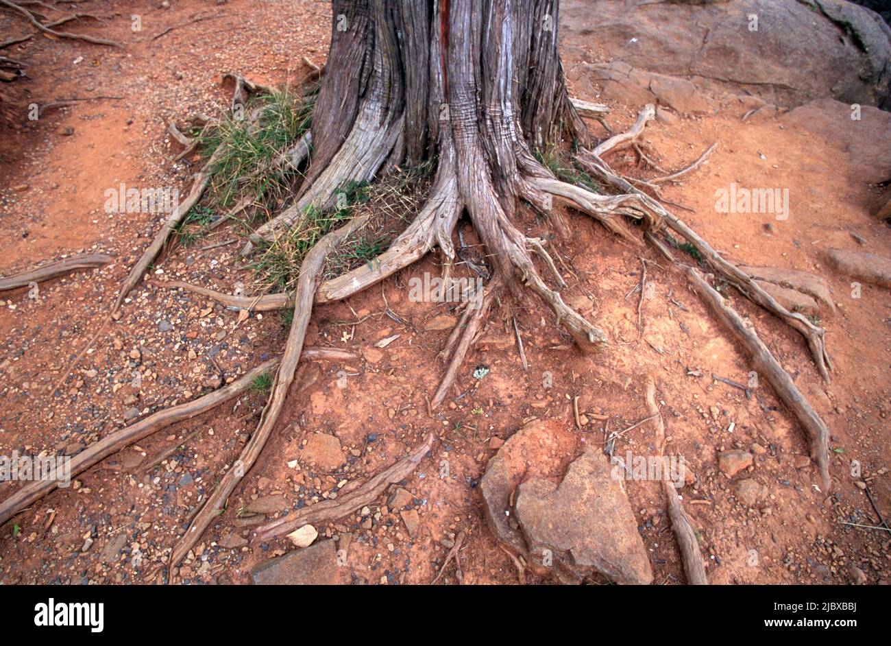 Base of tree with roots exposed and dry ground Stock Photo - Alamy