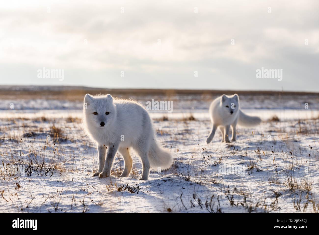 Two arctic foxes (Vulpes Lagopus) in wilde tundra. Arctic fox on the ...