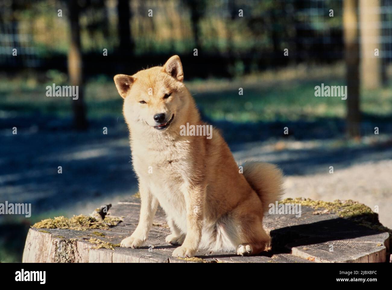 Sitting shiba inu hi-res stock photography and images - Alamy