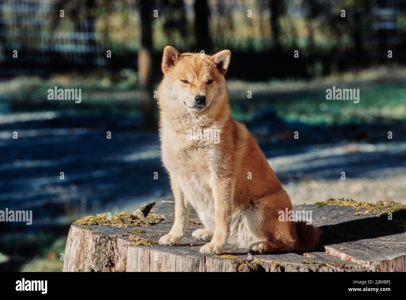A Shiba Inu sitting on a tree stump Stock Photo - Alamy