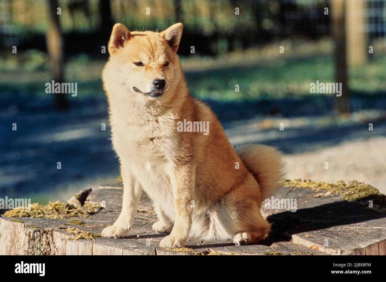 Sitting shiba inu hi-res stock photography and images - Alamy