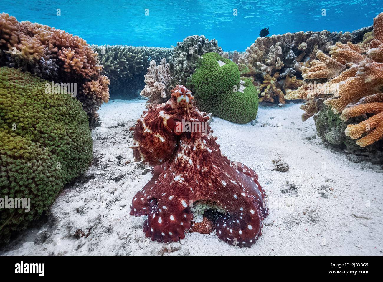 My Octopus Friend Stock Photo - Alamy