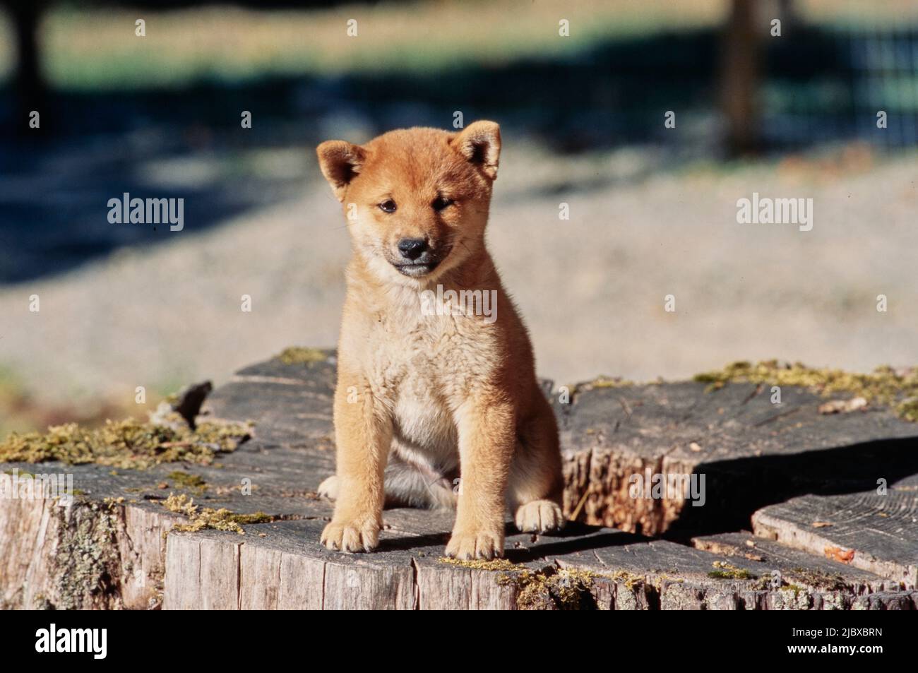 A Shiba Inu puppy sitting on a tree stump Stock Photo - Alamy