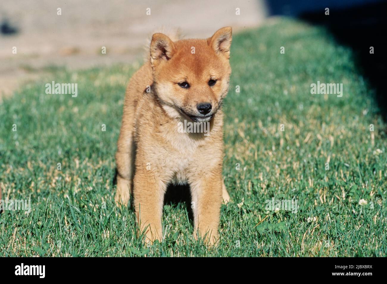 A Shiba Inu puppy standing in grass Stock Photo - Alamy
