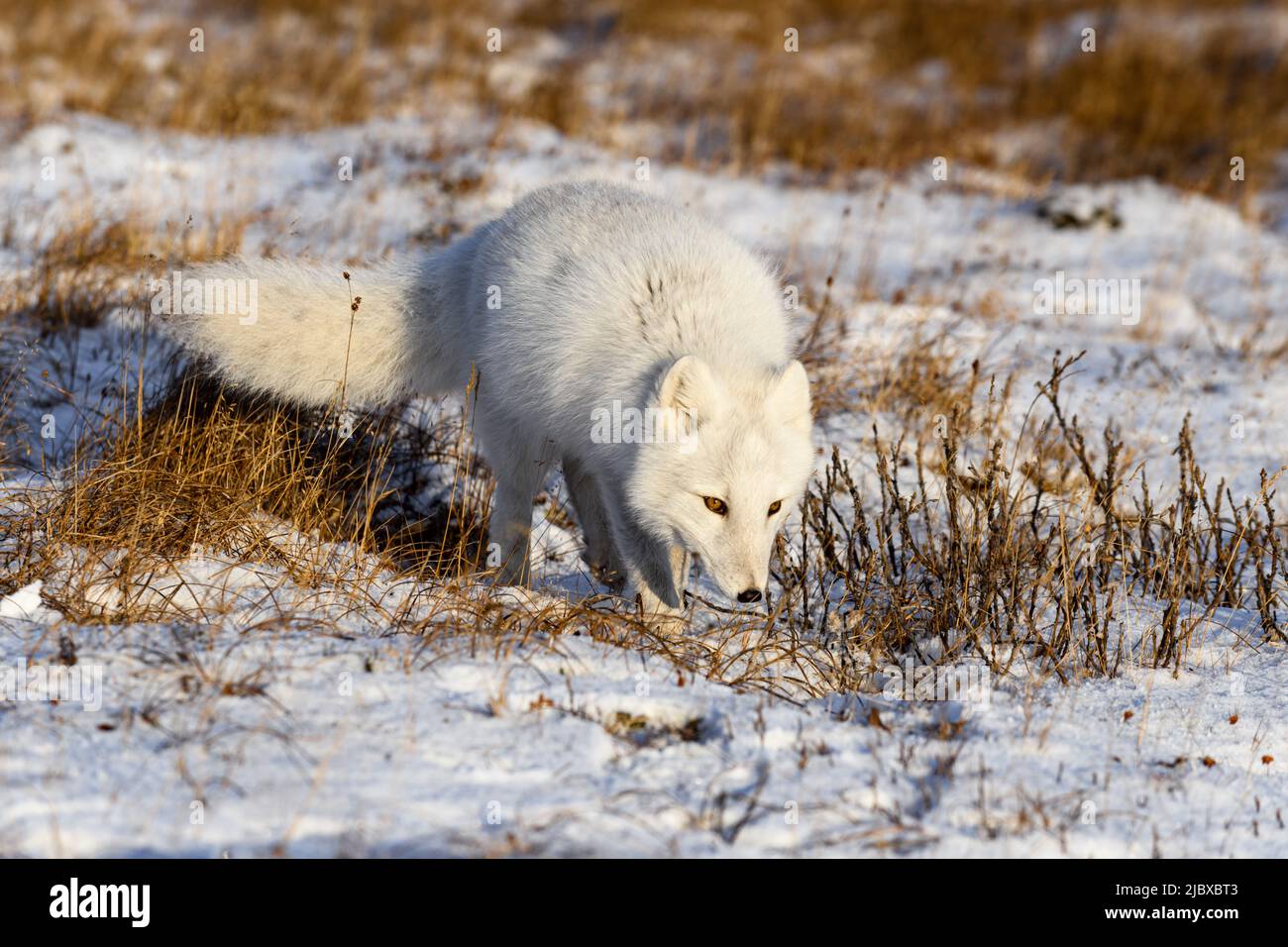 Arctic fox (Vulpes Lagopus) in wilde tundra. Arctic fox on the beach Stock Photo - Alamy
