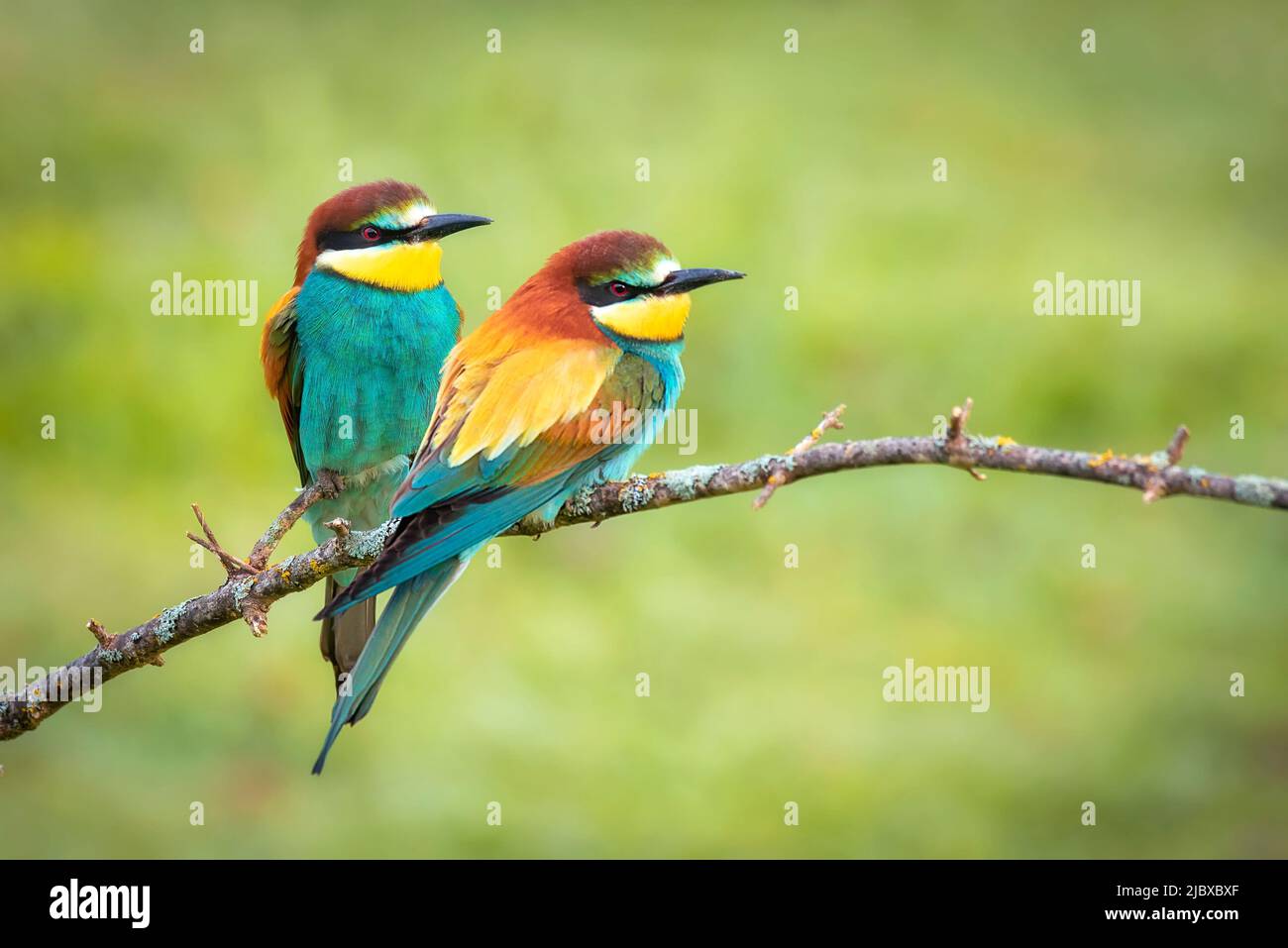 Bee together hi-res stock photography and images - Alamy