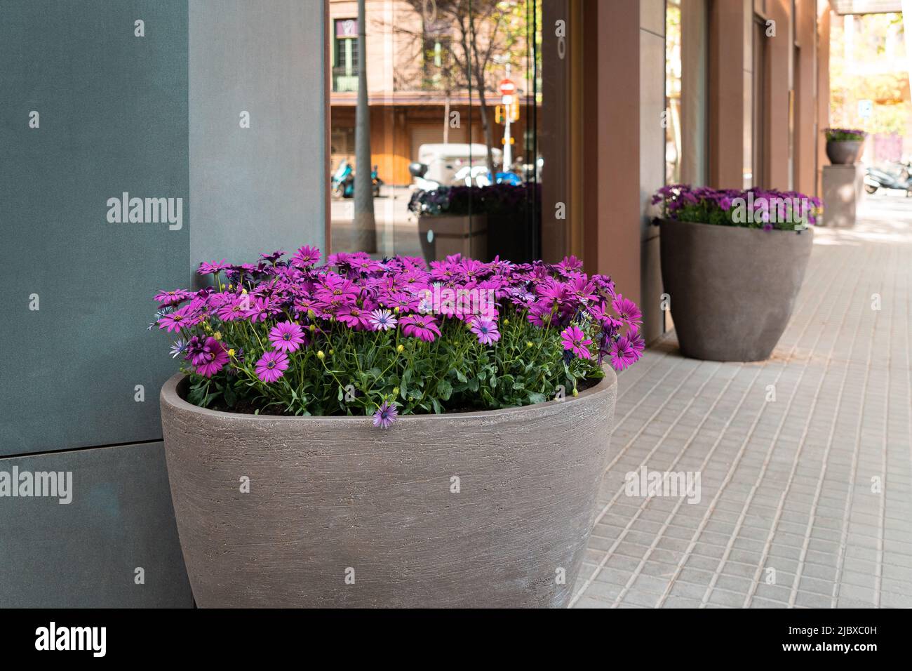 Plants, flowers planter at the entrance of stores. Vintage exterior ...