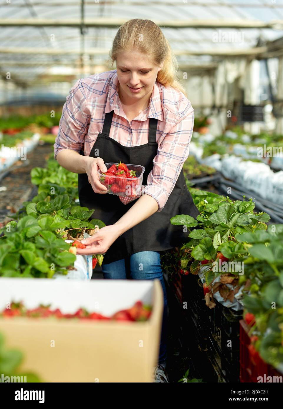 Female harvesting strawberry hi-res stock photography and images - Alamy