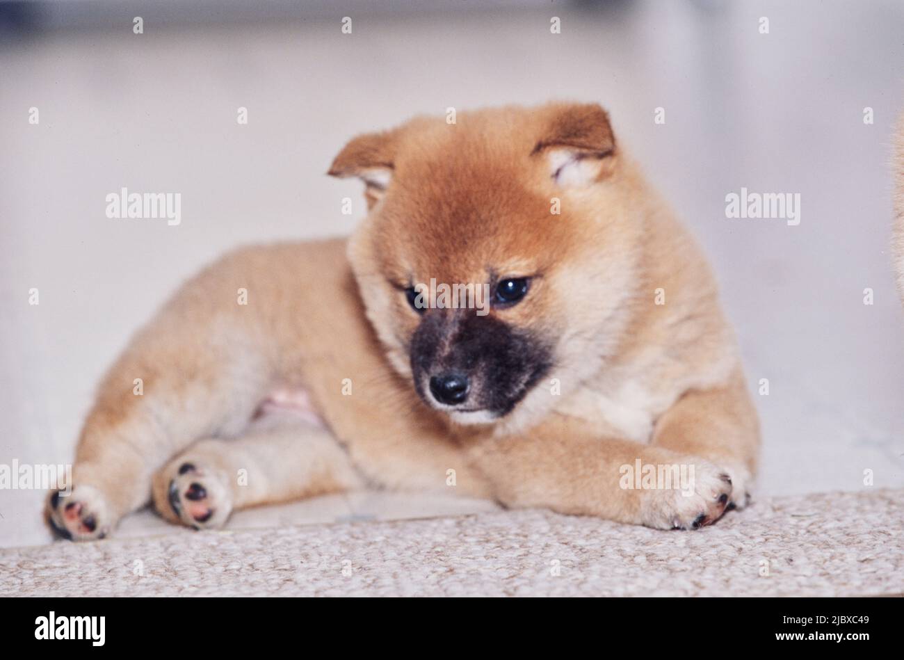 A Shiba Inu puppy laying on a floor Stock Photo - Alamy