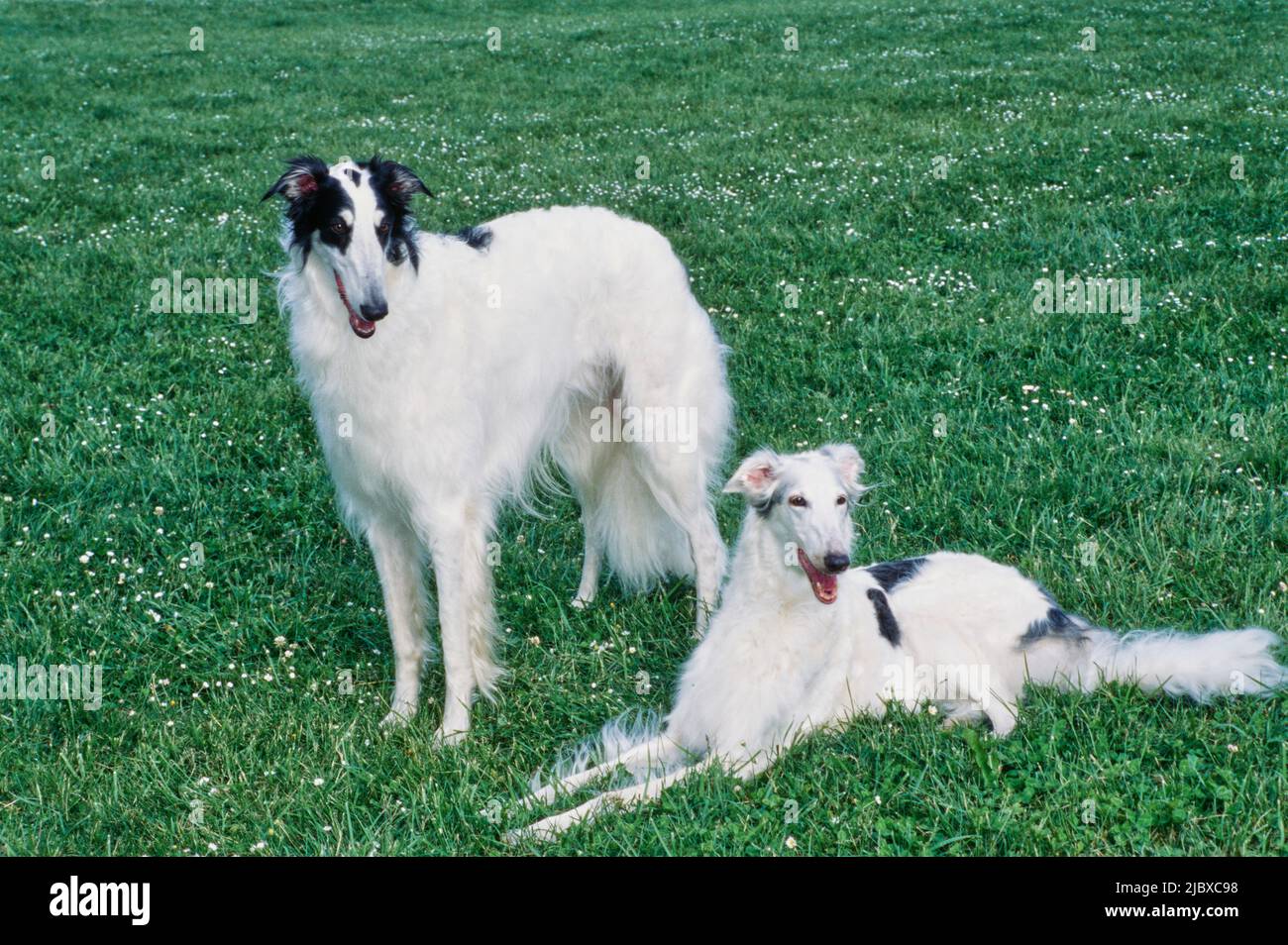 A pair of Borzoi dogs resting in a field of green grass and white wildflowers Stock Photo - Alamy