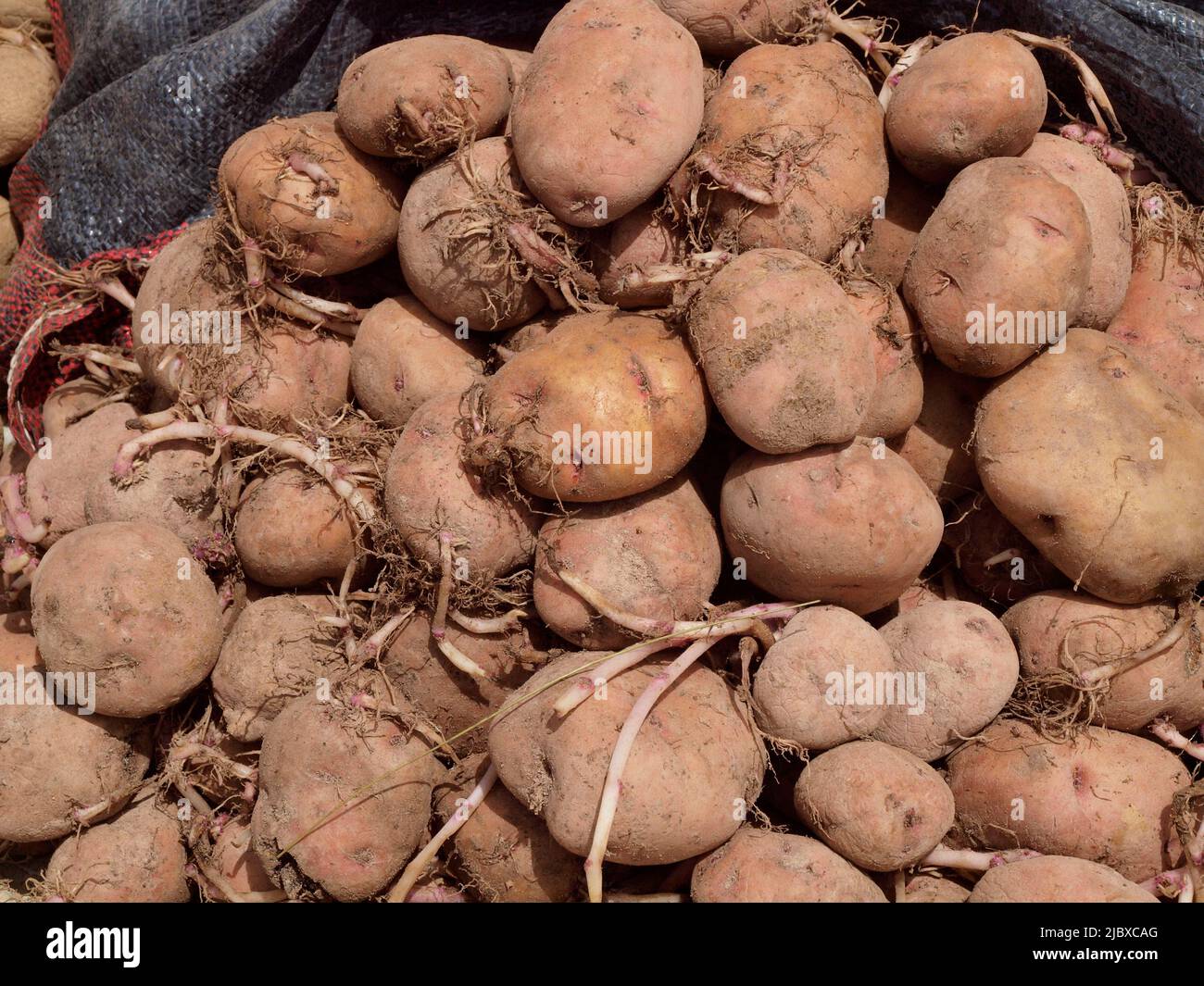 Buyers and sellers interacting at a rural indigenous potato market in ...