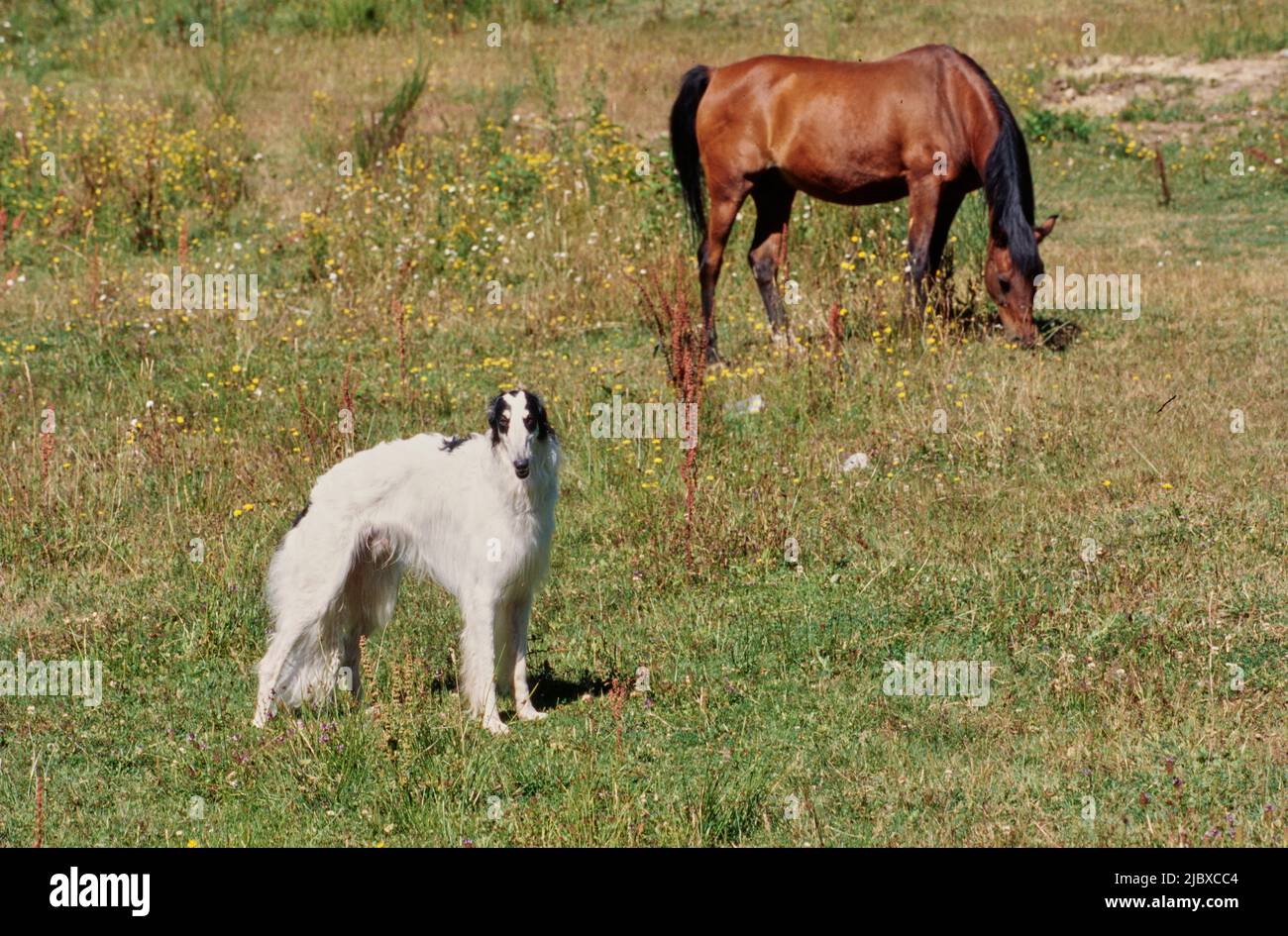 A Borzoi dog standing in a pasture with a horse Stock Photo - Alamy
