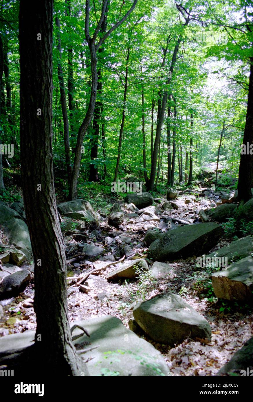 Tree along path in forest, Mount St-hilaire, Quebec, Canada, 2006 Stock ...