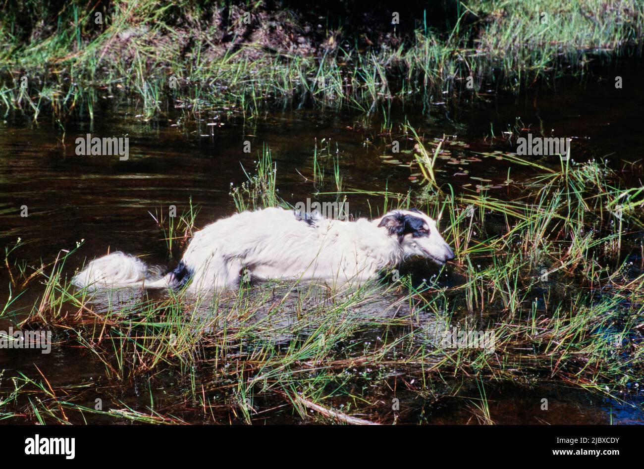 A Borzoi dog swimming in a pond Stock Photo - Alamy