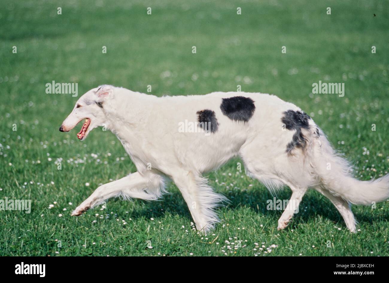 A Borzoi dog walking through a field of green grass with white wildflowers Stock Photo - Alamy