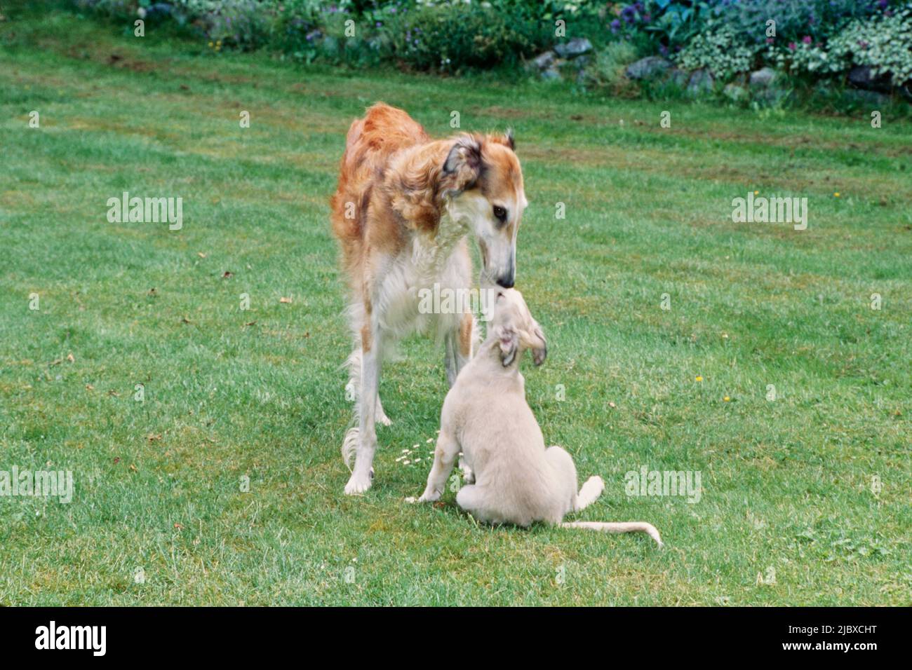 Borzoi dog hi-res stock photography and images - Alamy