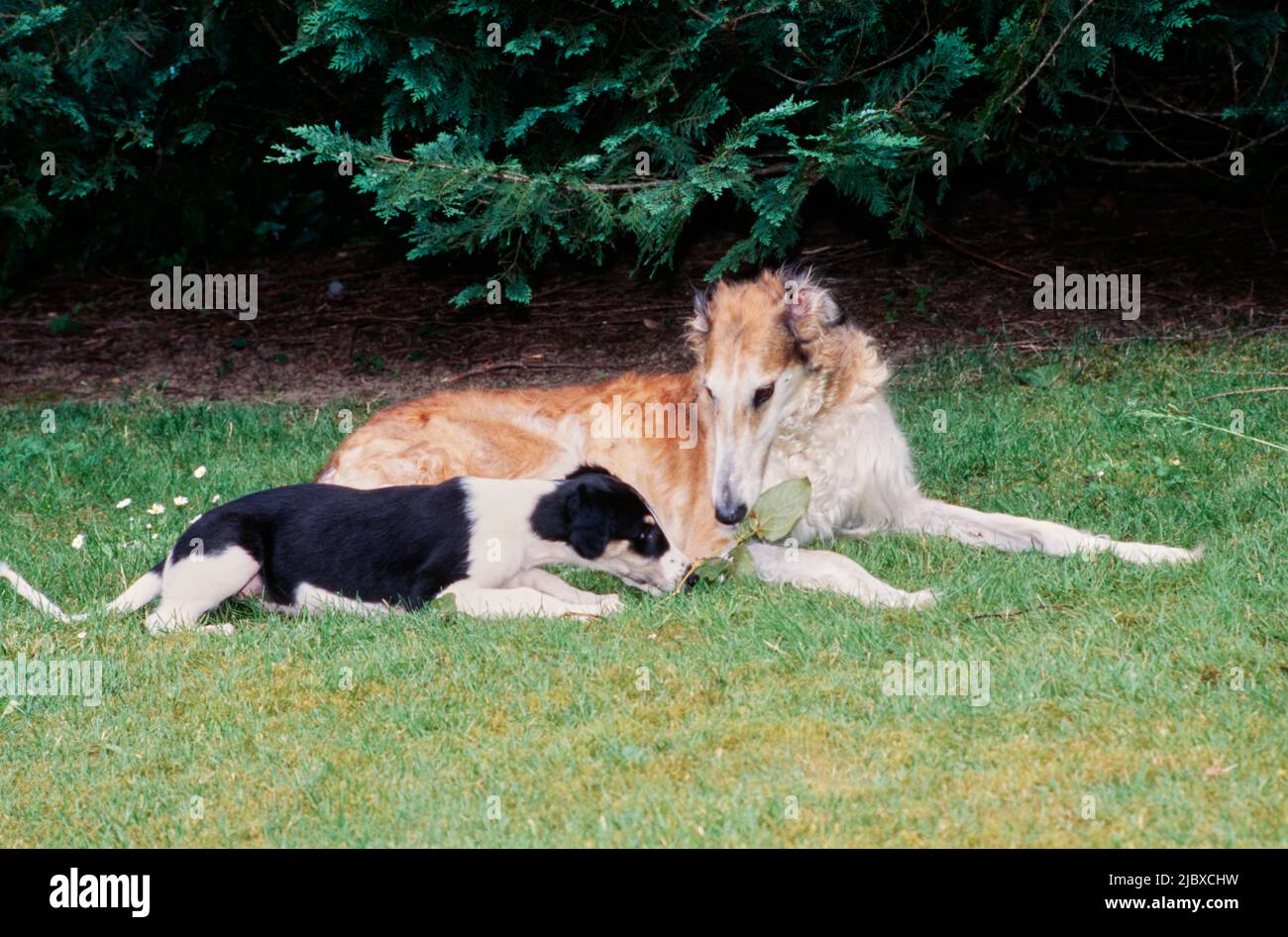 A Borzoi dog and puppy laying in grass Stock Photo - Alamy
