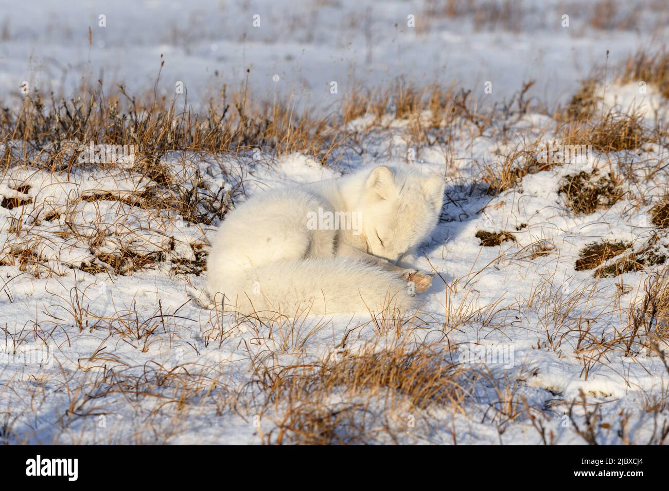 Arctic fox (Vulpes Lagopus) in wilde tundra. Arctic fox lying. Sleeping ...