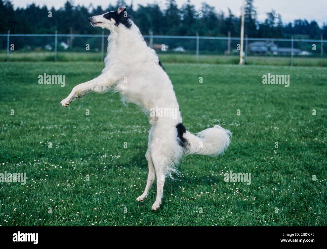 A Borzoi dog jumping to catch a treat Stock Photo - Alamy