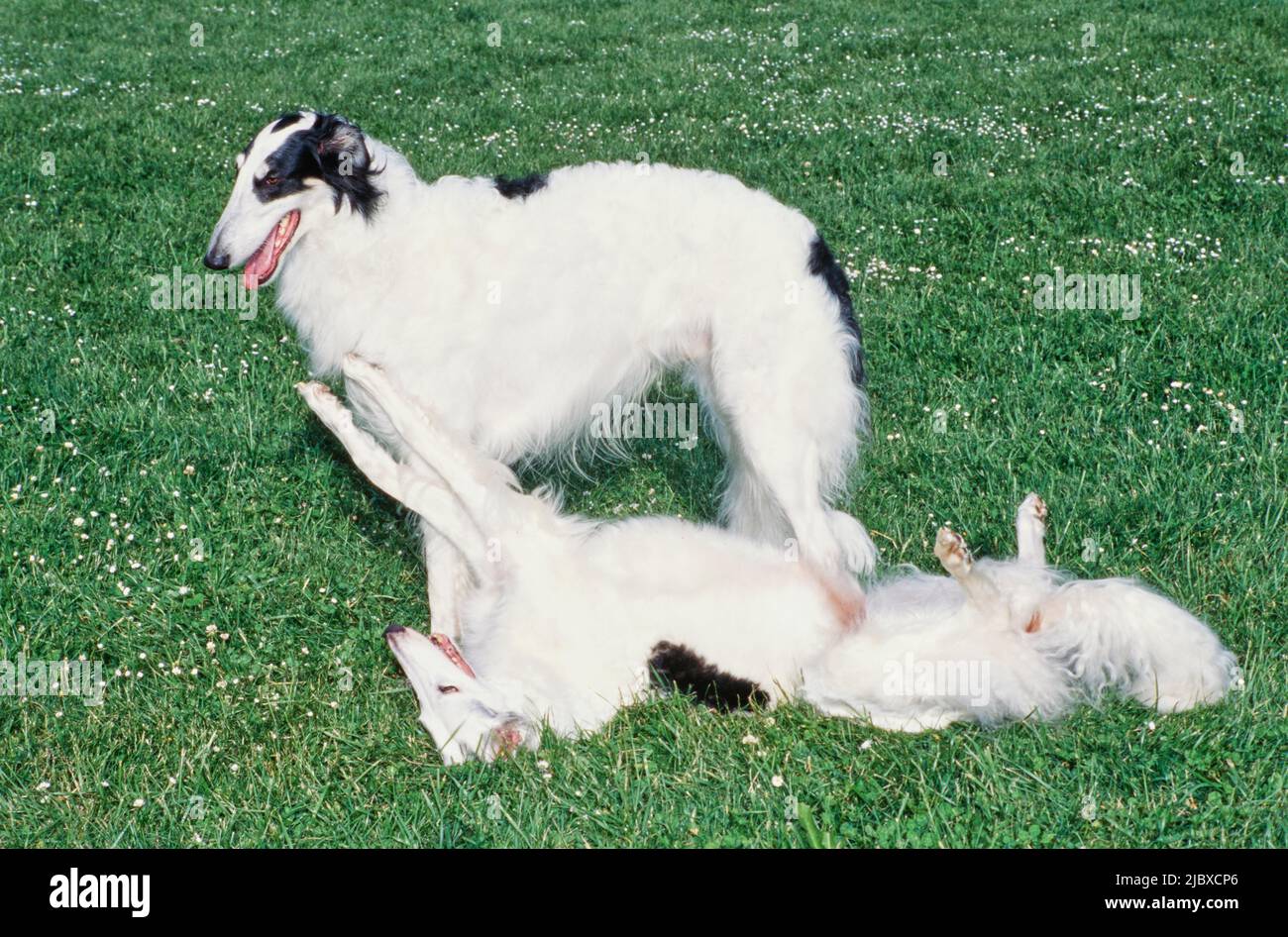 A pair of Borzoi dogs playing in a field of green grass and white ...