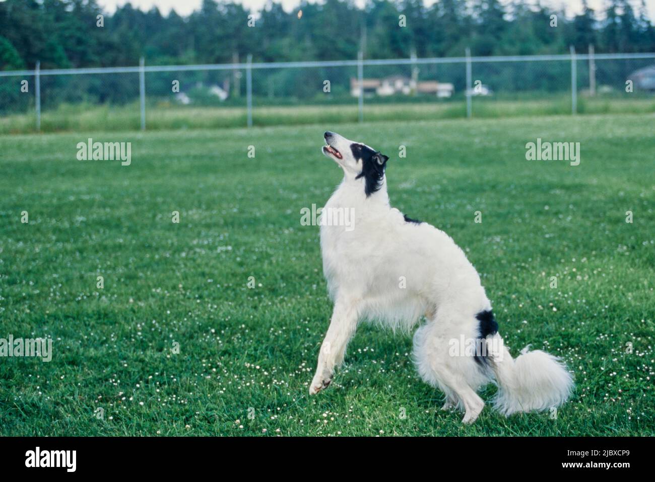 A Borzoi dog jumping to catch a treat Stock Photo - Alamy